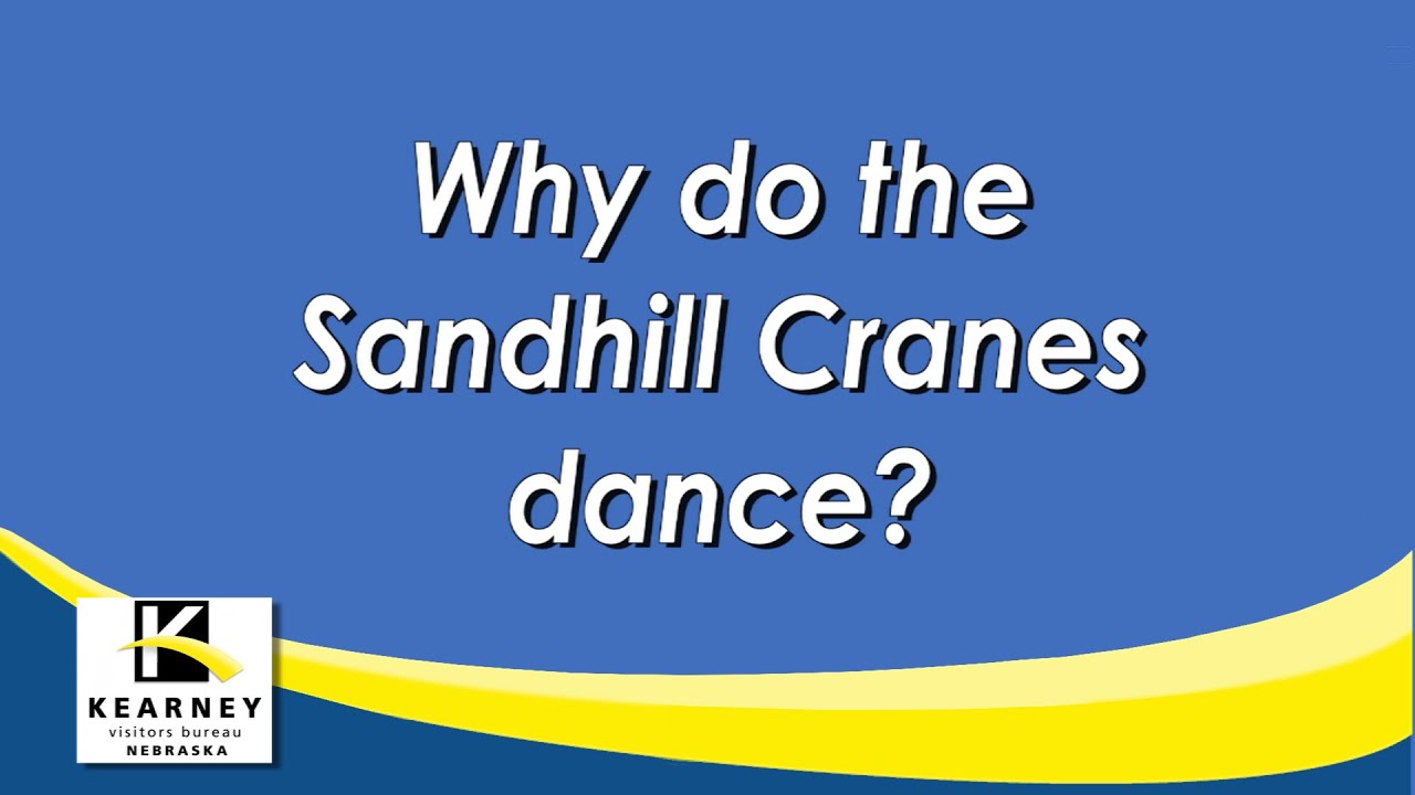 Why do Sandhill Cranes dance?