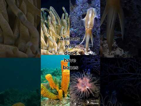 animals who don't have bones#animal#bones#knowledge #nature