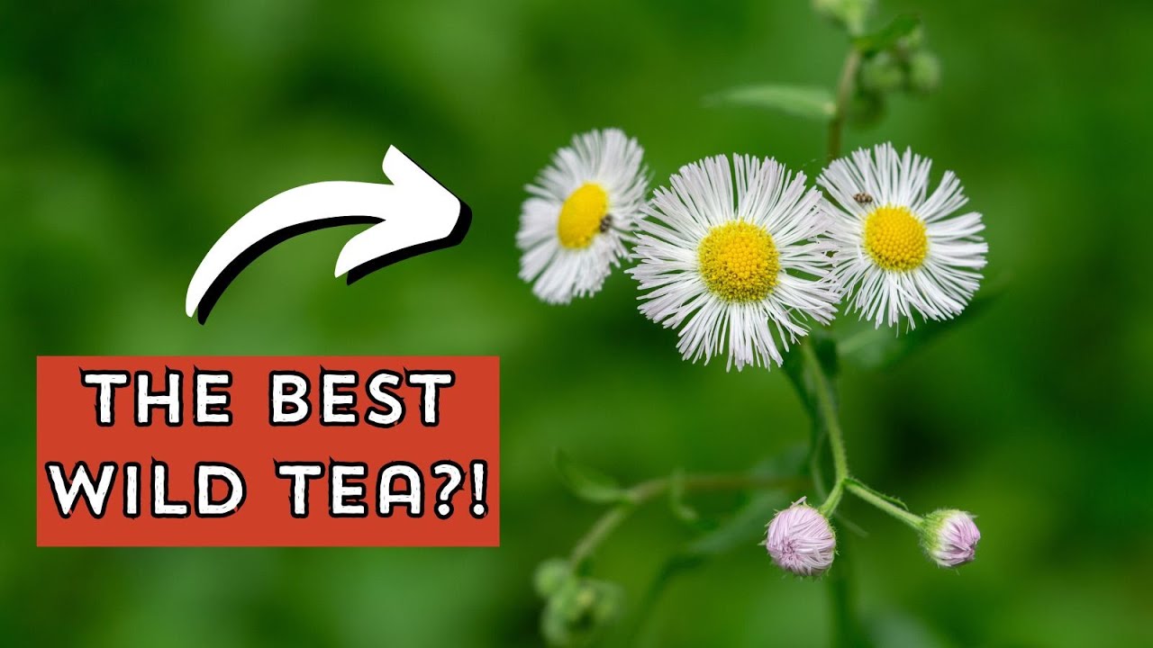 Fleabane, the best wild tea you've never had!