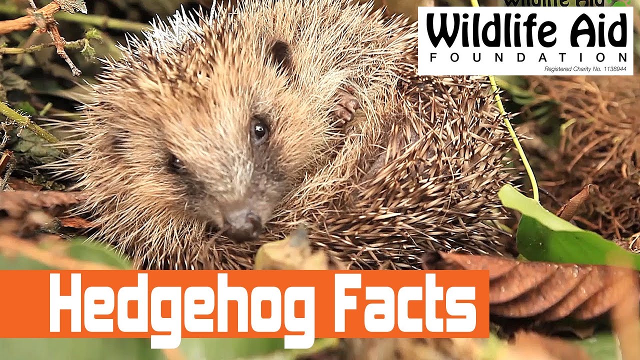 Facts about the European Hedgehog