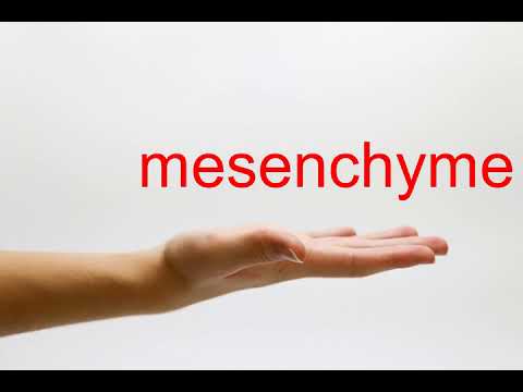 How to Pronounce mesenchyme - American English