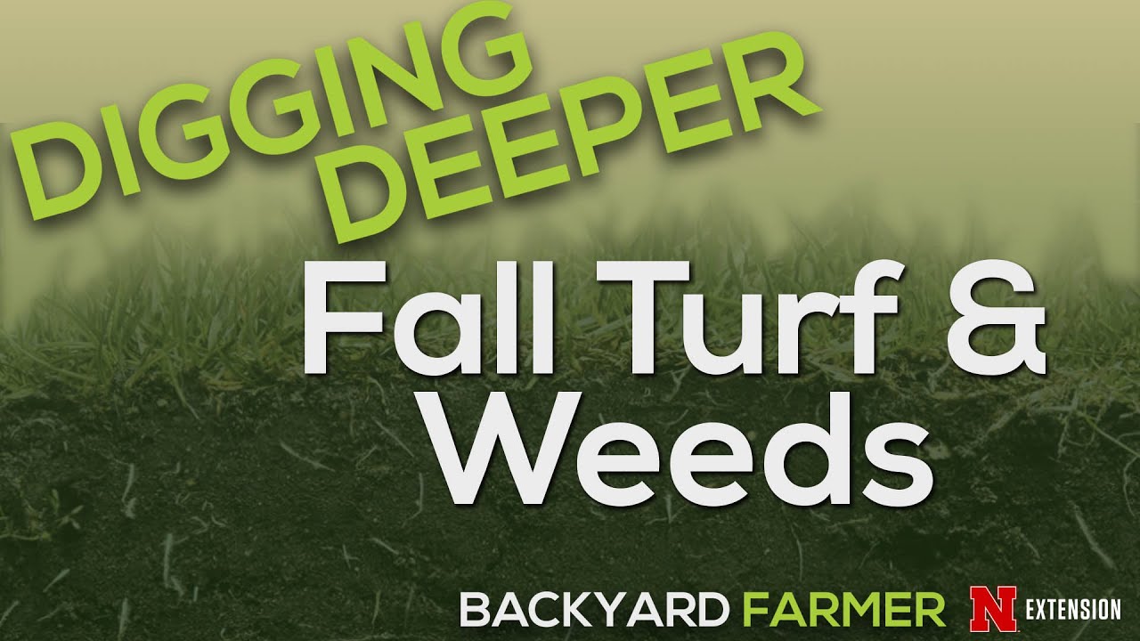 Digging Deeper - Fall Turf and Weeds