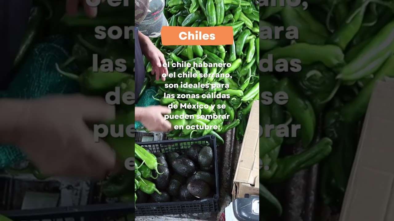 ¿Ya sabes qué vas a sembrar en Octubre? 🎃🧑‍🌾🚜🌱