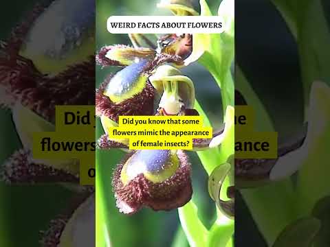 These Flowers Mimic Insects 🪲 #flowertips