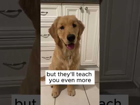 Best tips for first time dog owners