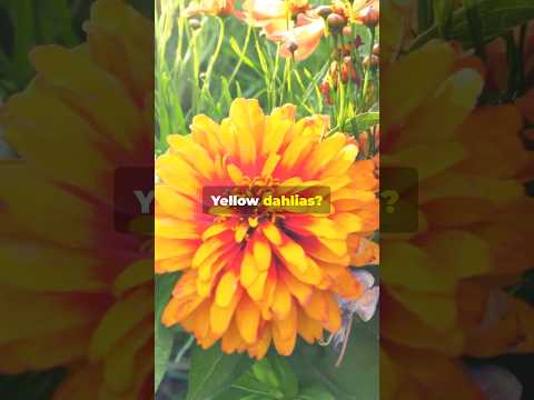 The Secret Language of Dahlia Flowers 🌸 2024 10 15