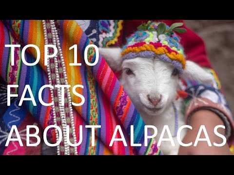 TOP 10 Facts about Alpacas by ParentingDad