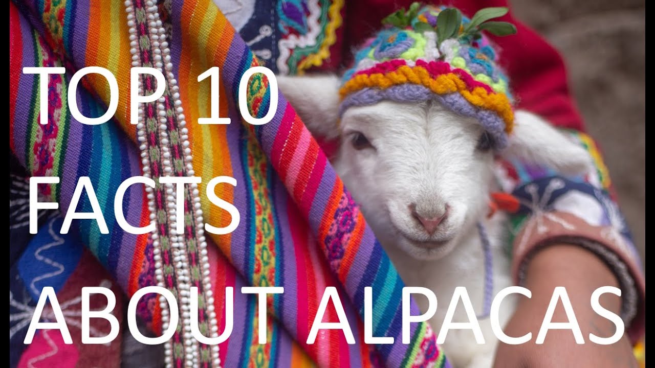 TOP 10 Facts about Alpacas by ParentingDad