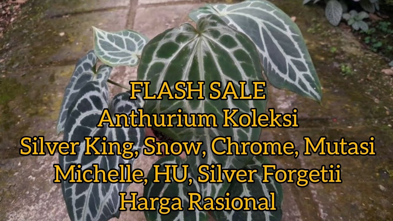 FLASH SALE 3 Apr 26 Anthurium Collection Silver King, Snow, Chrome, Mutasi, Michelle, HU Reasonab...