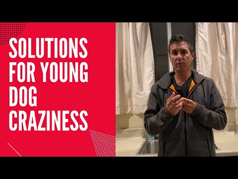 How to help jumping, nipping or any other obnoxious behavior