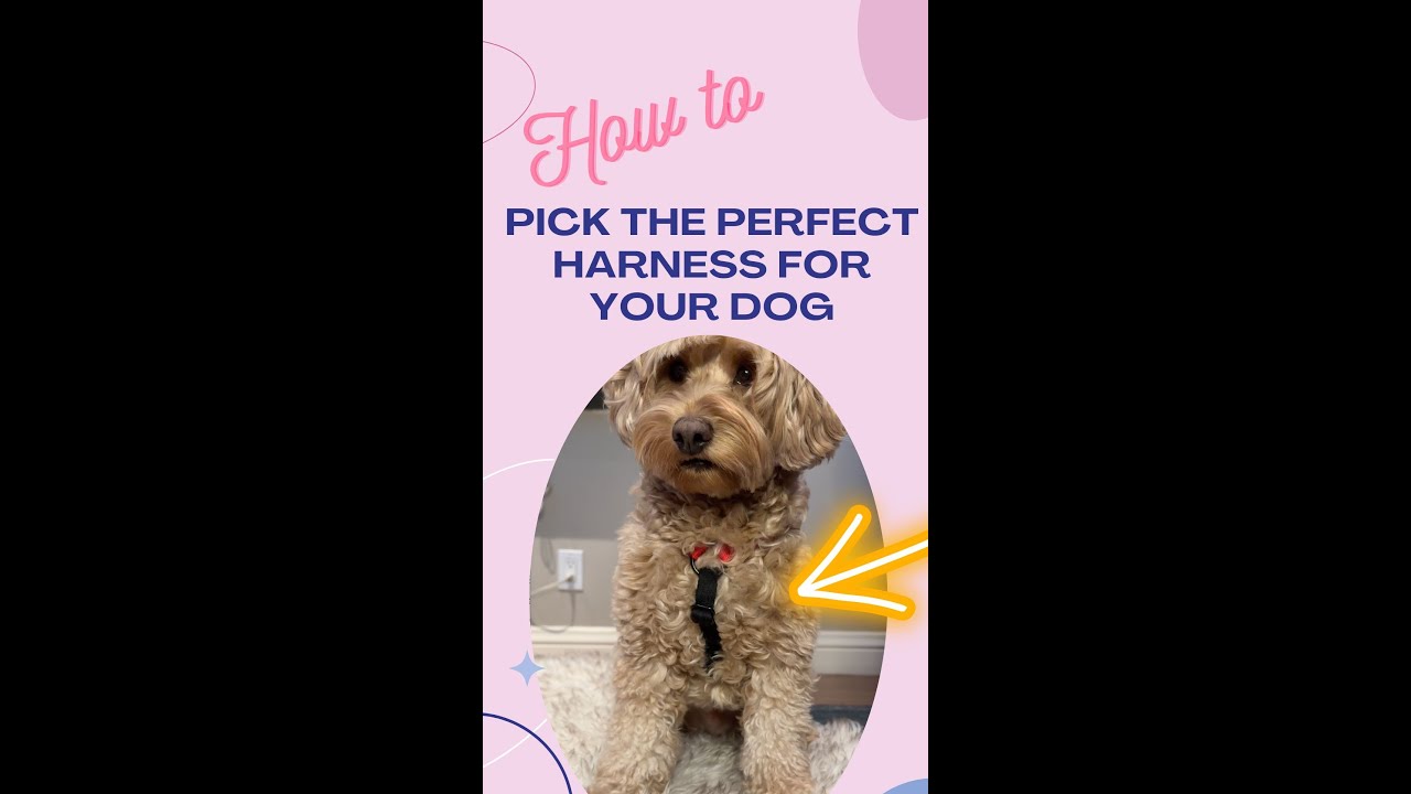 😮 The best dog harnesses and what to look for!
