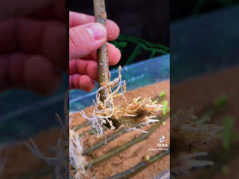 How To Root Plants And Cuttings The Easiest Method! Mind Blowing Results!