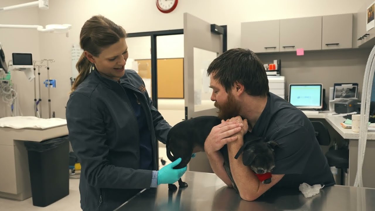 Join the Team at South Asheville Veterinary Emergency & Specialty