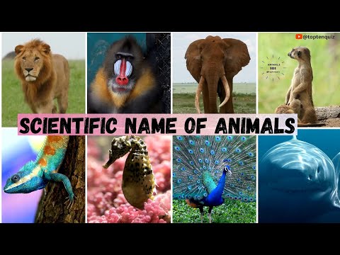 Scientific Name of Animals | 115 Animals #toptenquiz