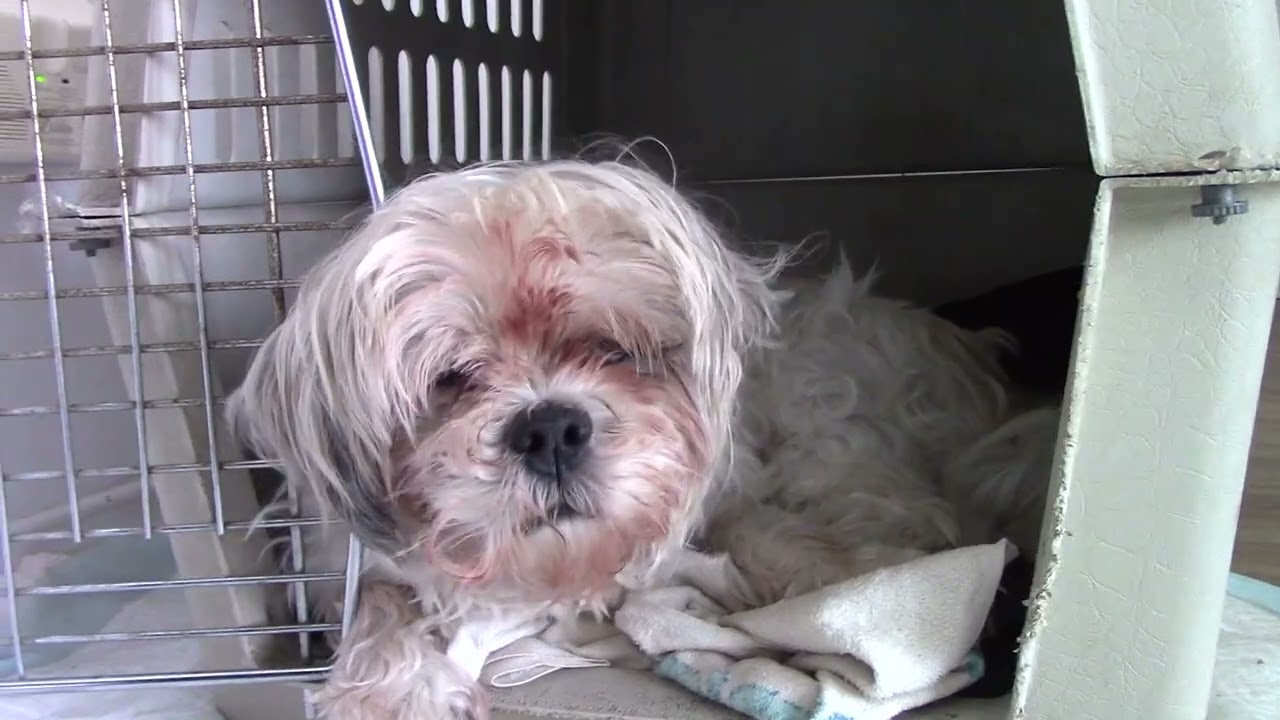 Typical Day In The Life Of 17 Year Old Lhasa Apso Dog Roxie
