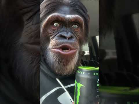 EMERGENCY MEETING #kingjulian #NOT #emergency #meeting #quote #quotes #funny #laugh #chimpanzee