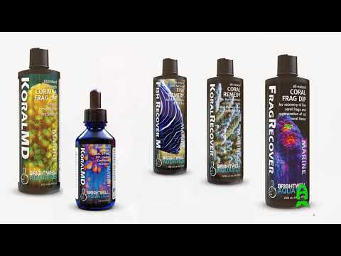 Reef A Palooza Orlando Speaker Presentation : Jack Kent