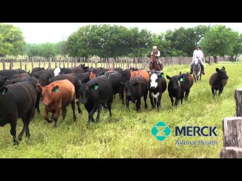 Merck Animal Health - VAC Protocols