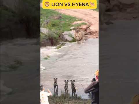 LION VS HYENA : Cross the lion king's lion is blocked by a group of hyenas