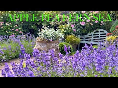 Our Summer Solstice Small English Garden Tour, Stunning Colour Container Flowers, Plant Prune & Fix