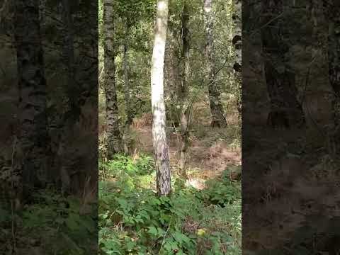 Lady of the woods (silver birch)dazzle & shine in the UK sunshine.These trees are symbols of purity