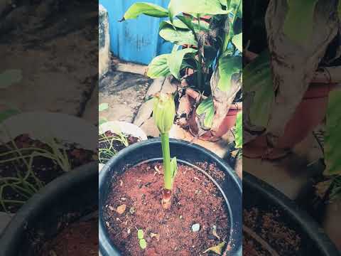 lily tamil name