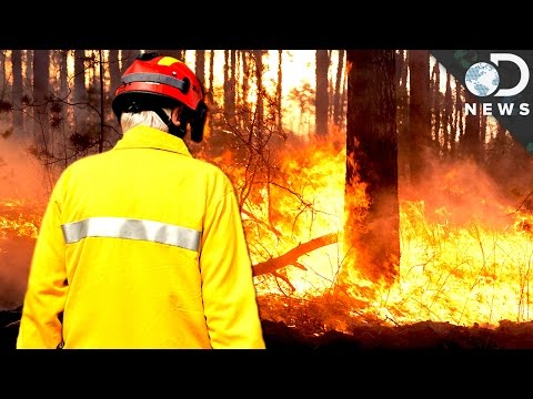Are Fires Actually Good For Forests?