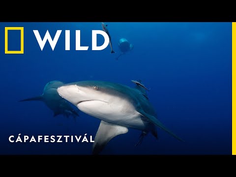 "Cápafesztivál 2022" július 2-tól minden szombaton és vasárnap 18:00-tól I National Geographic WILD