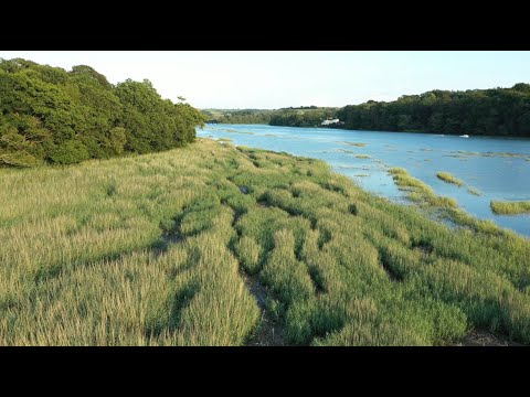 Salt marshes and beyond - Rewilding The Sea
