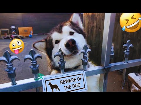Unexpected Laugh with these Funny Dogs - Best Funniest Dog Videos of 2025 #15
