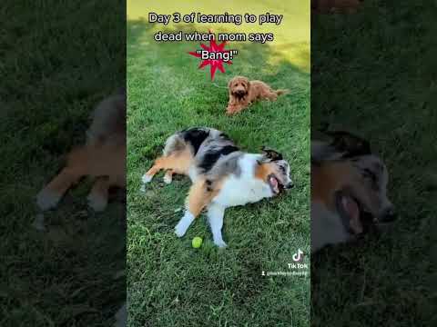 Australian Shepherd learns a new trick | Dog training