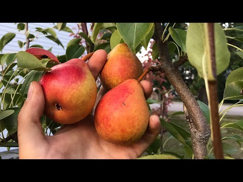 4 Reasons Why Variety is So Important in The Home Garden!