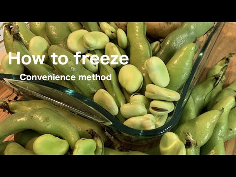 How to freeze fava beans? You can find convenience method!