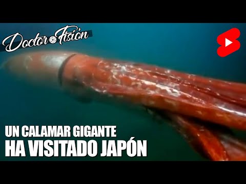 APARECE un CALAMAR GIGANTE en JAPON 🦑