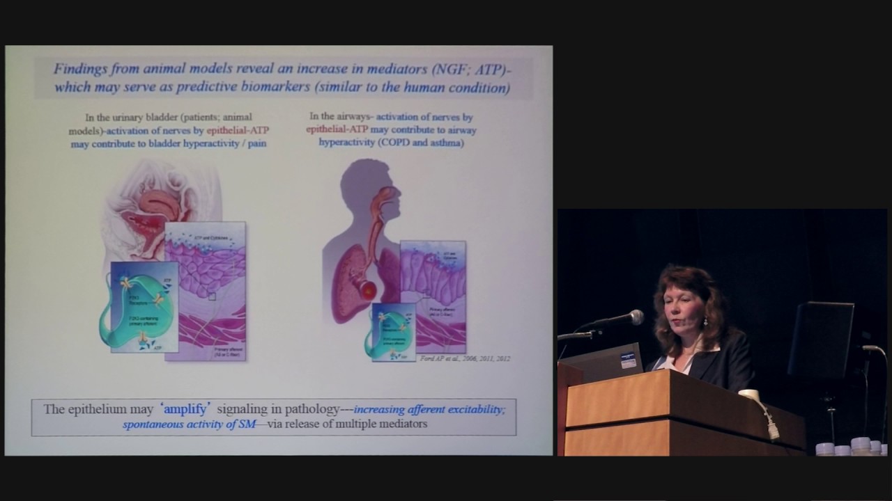 How Do Findings In IC/BPS Animal Models Provide Insight - Lori Birder - ICS 2016