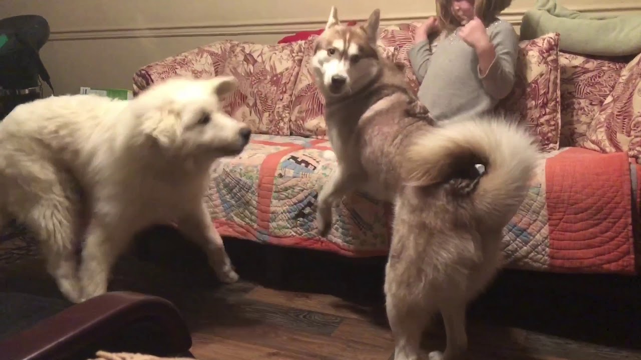 Husky Vs Great Pyrenees