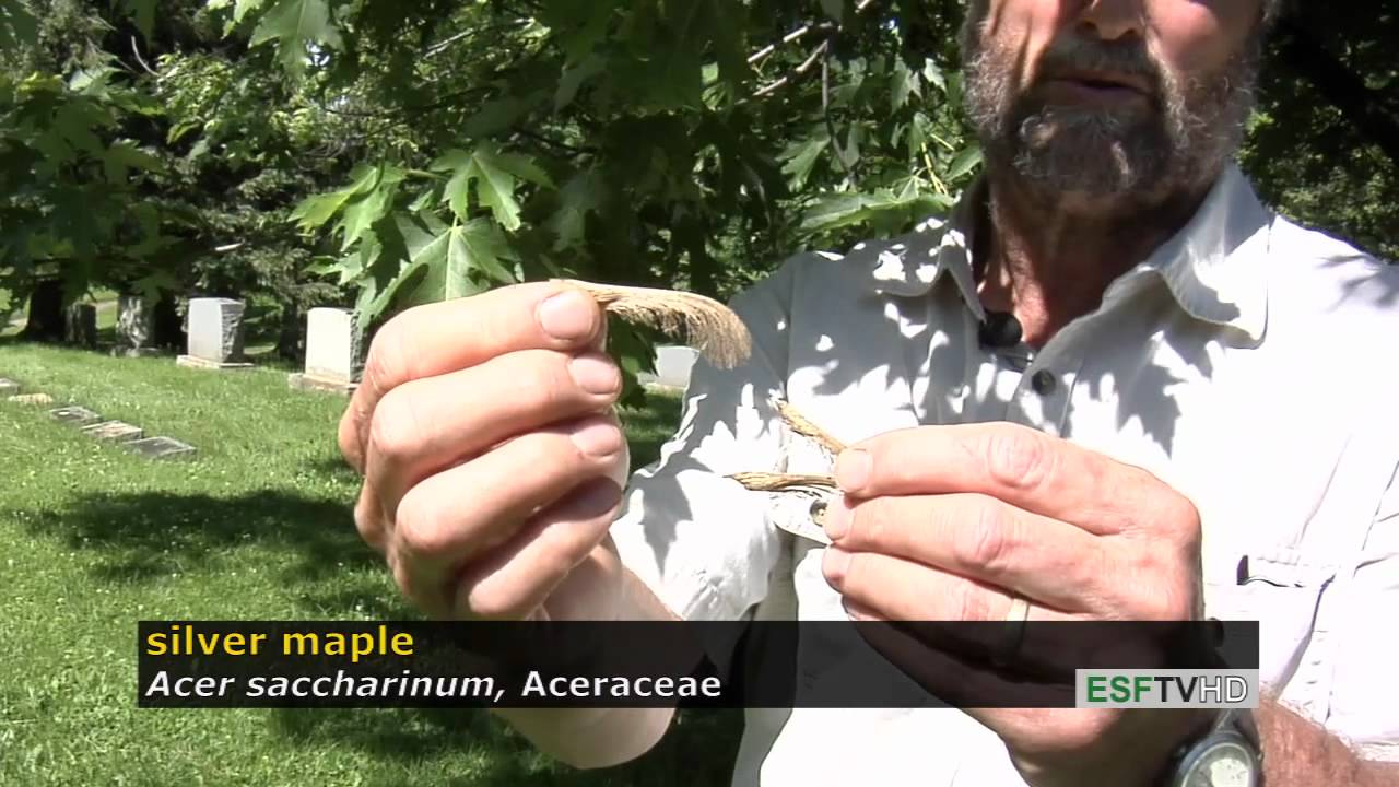 Trees with Don Leopold - silver maple
