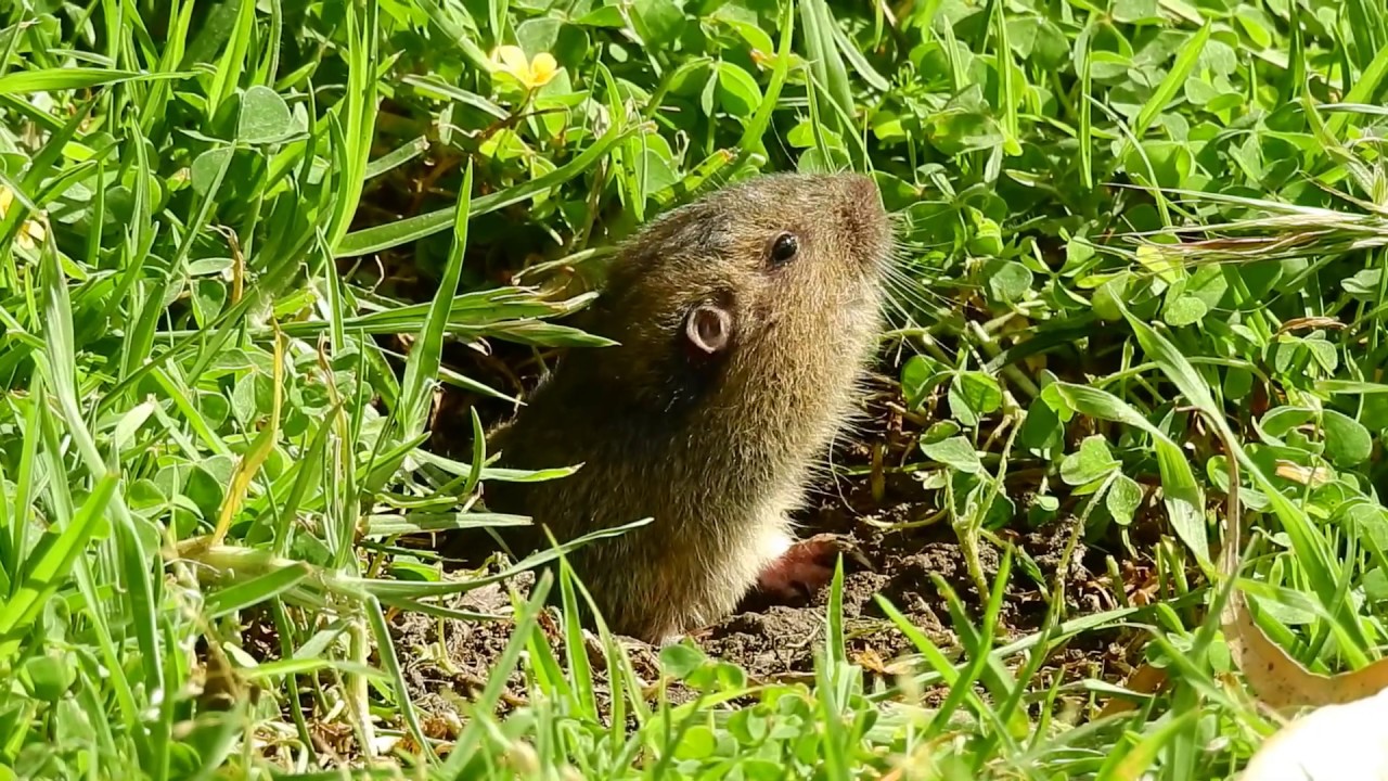 Botta's Pocket Gopher
