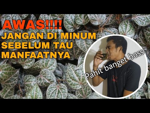 MANFAAT DAUN SIRIH MERAH | CARA MEMBUAT OBAT HERBAL SIRIH MERAH