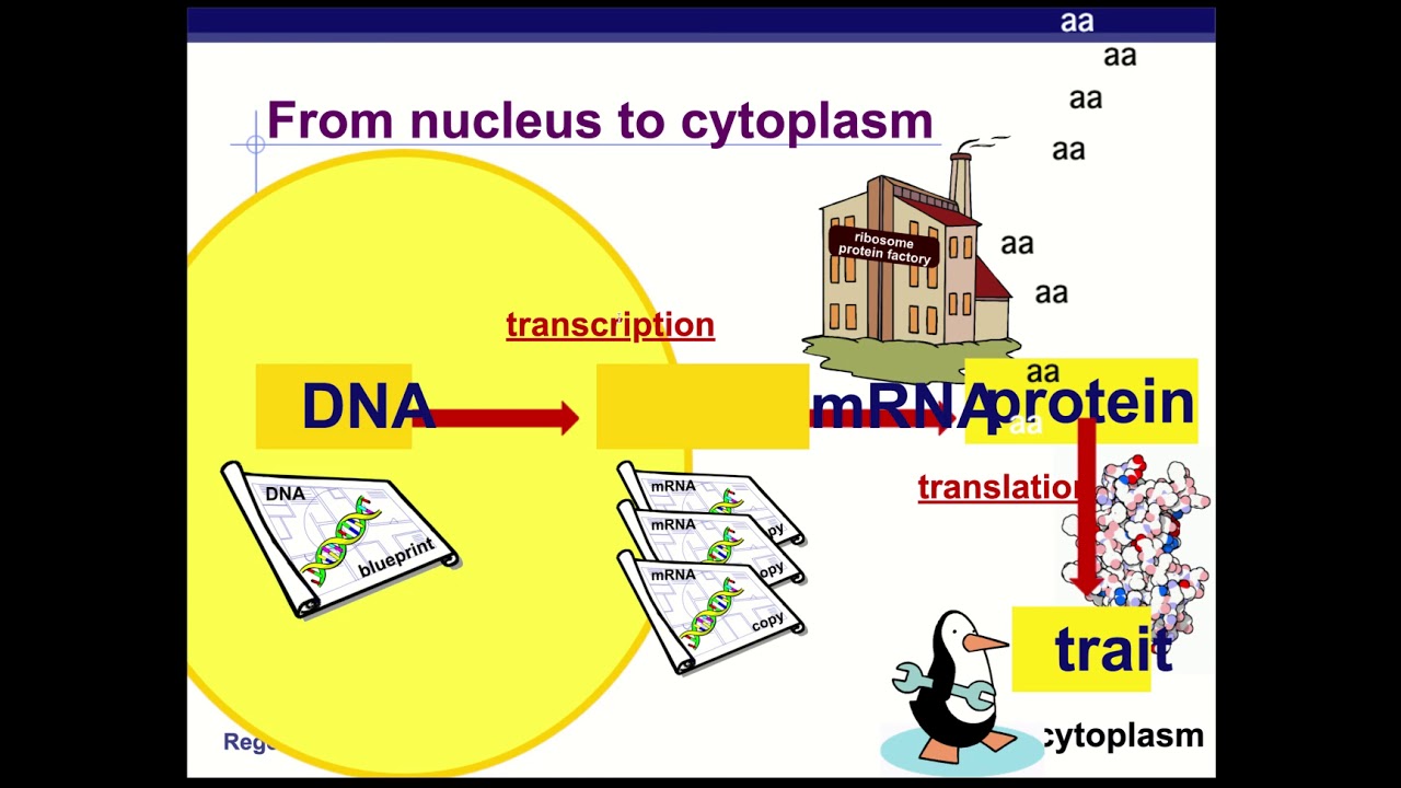 28ProteinSynthesis2009.ppt