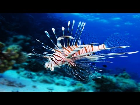 Top 10 Of Most Invasive Fish Species In The World – world top10 lists