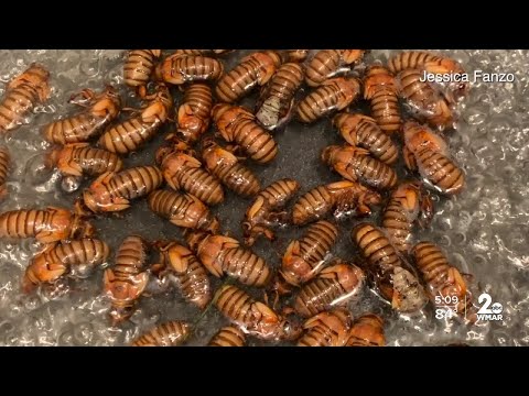 Why eating cicadas is good for you and good for the environment