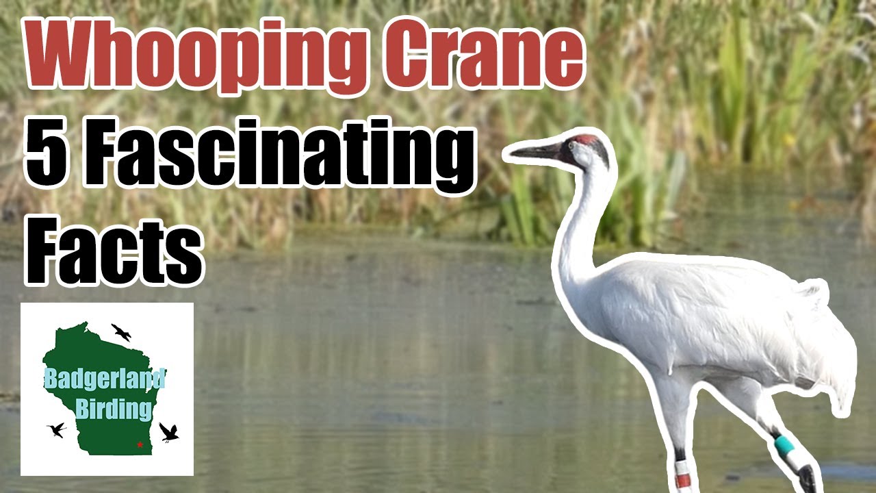 Whooping Crane: 5 Fascinating Facts