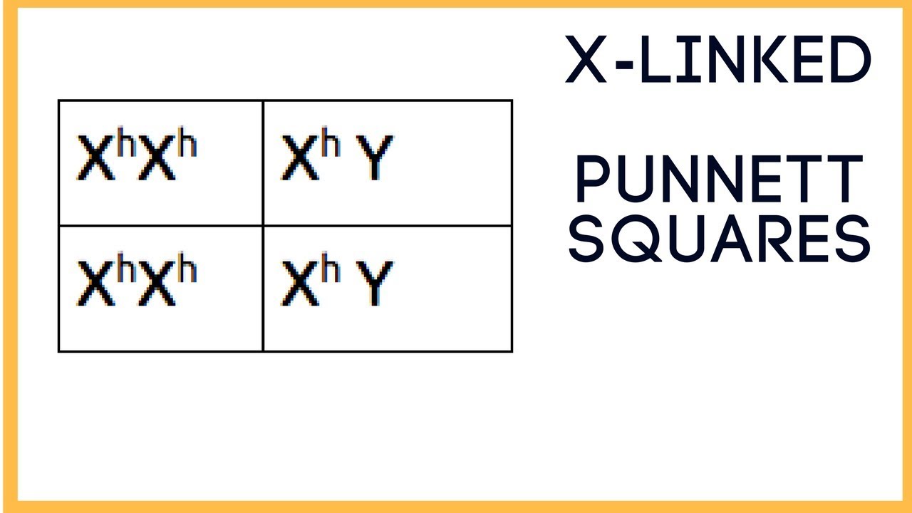 X - linked traits ( Punnett Square basics )