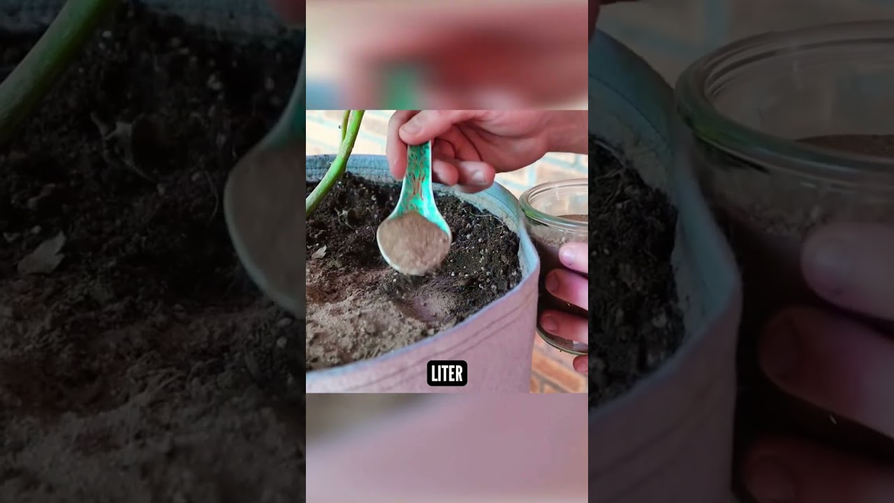 How to use Bat Guano!