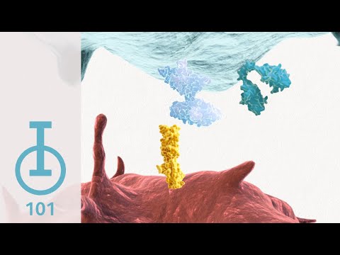 IOU Youtube: Chapter 2: The Immune System's Response to Cancer