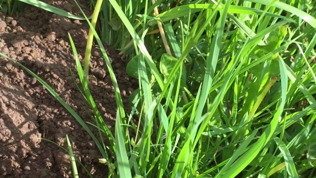 Are Your Pastures Ready to be Grazed?