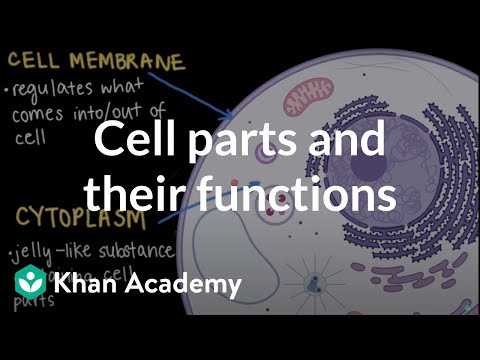 Cell parts and their functions (video) | Khan Academy