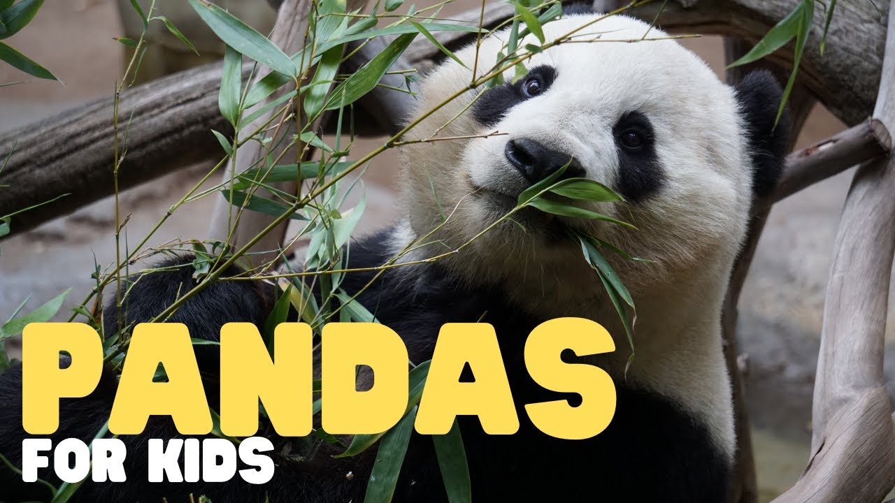 Pandas for Kids | Learn all about these bamboo-loving bears