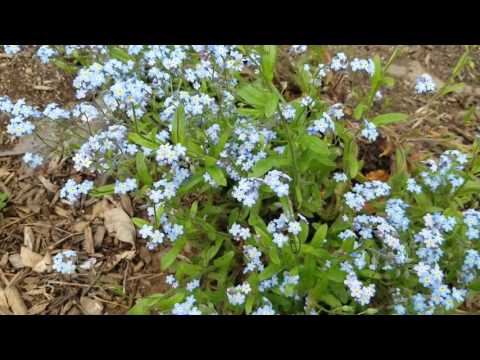 Forget-me-not